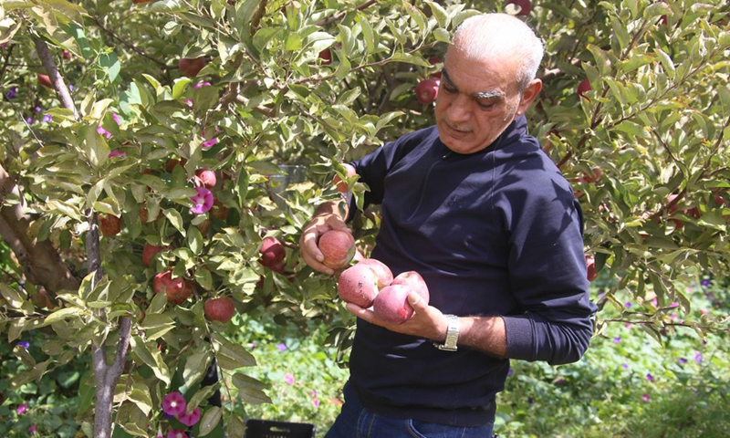 Apples harvest in Lebanon - Global Times