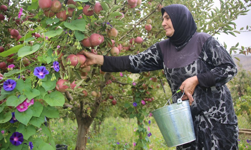 Apples harvest in Lebanon - Global Times