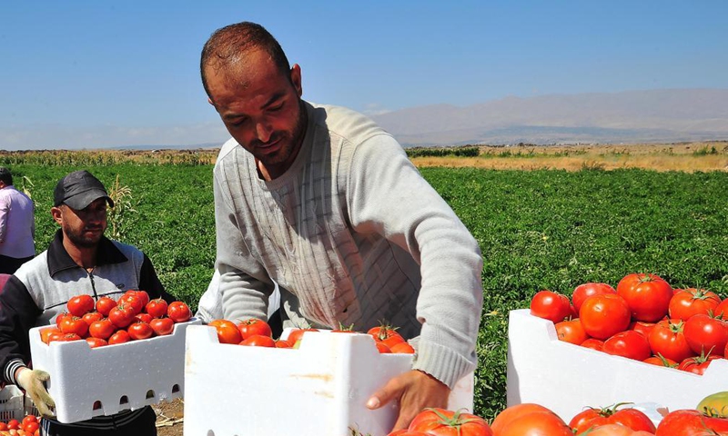Farmers harvest tomatoes on farmland in countryside of Damascus, Syria ...