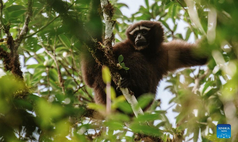 Skywalker gibbons at Gaoligong Mountain, Yunnan - Global Times