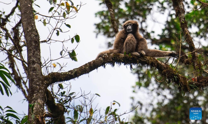 Skywalker gibbons at Gaoligong Mountain, Yunnan - Global Times