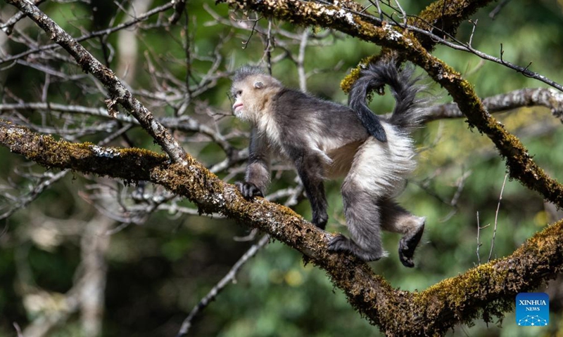 Number of Yunnan golden hair monkeys rises - Global Times