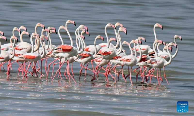 Flamingoes in Capital Governorate, Kuwait - Global Times
