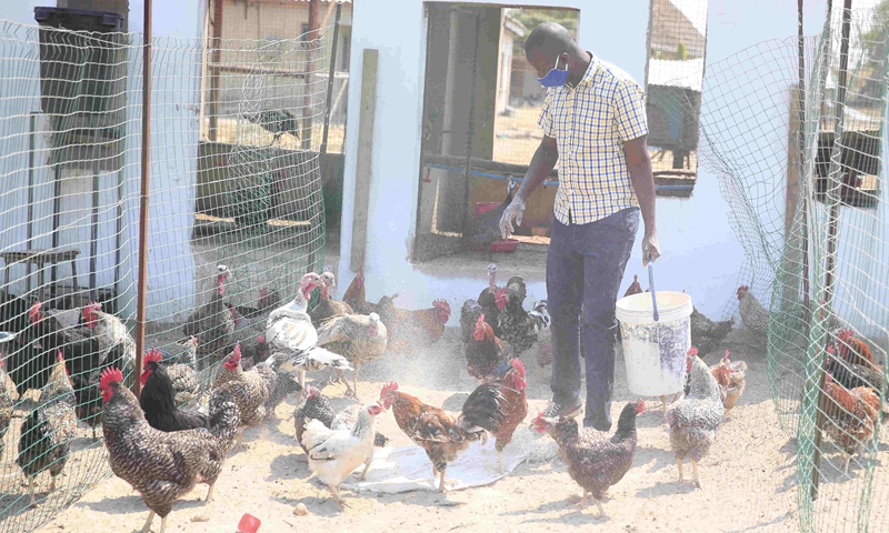 Zimbabwean villagers benefit from China-funded poultry project - Global ...