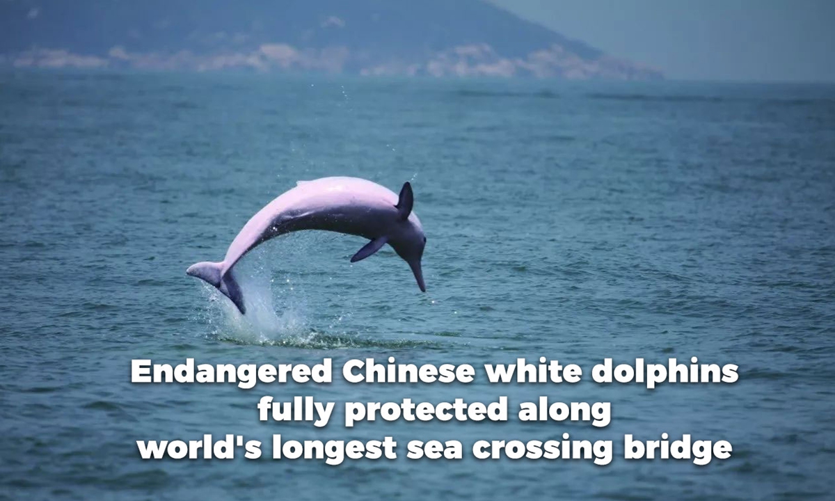 Endangered Chinese white dolphins fully protected along world's longest ...