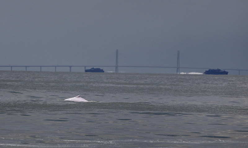 Endangered dolphins fully protected alongside world's longest sea ...