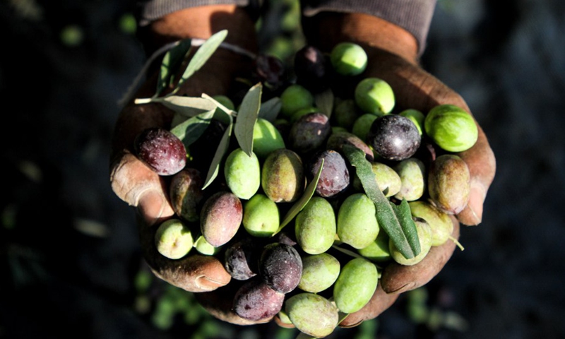 Palestinian farmers start olive harvest season against multiple ...