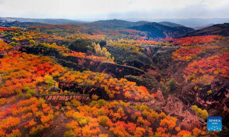 Autumn scenery of Yulin City in Shaanxi - Global Times
