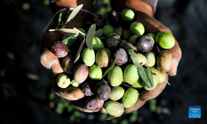 Palestinian farmers start olive harvest season against multiple ...