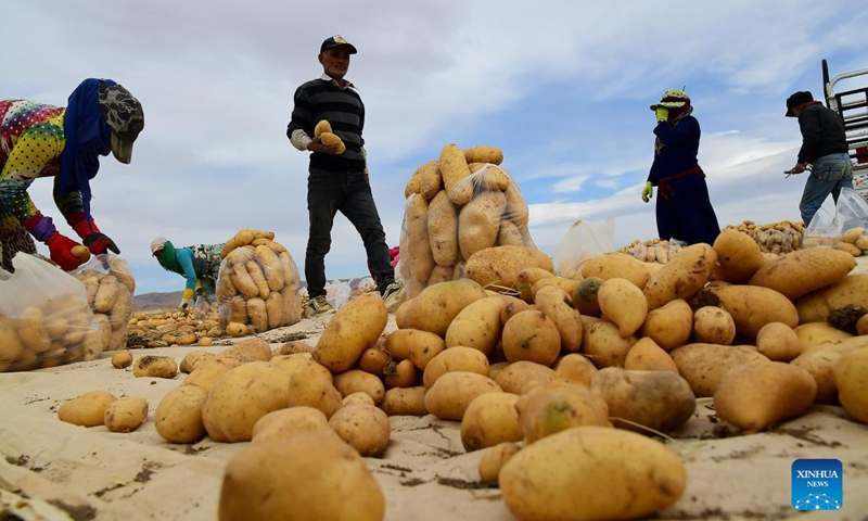 Farmers harvest potatoes in Damascus, Syria - Global Times
