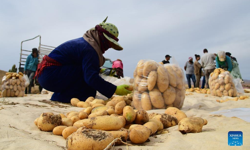 Farmers harvest potatoes in Damascus, Syria - Global Times