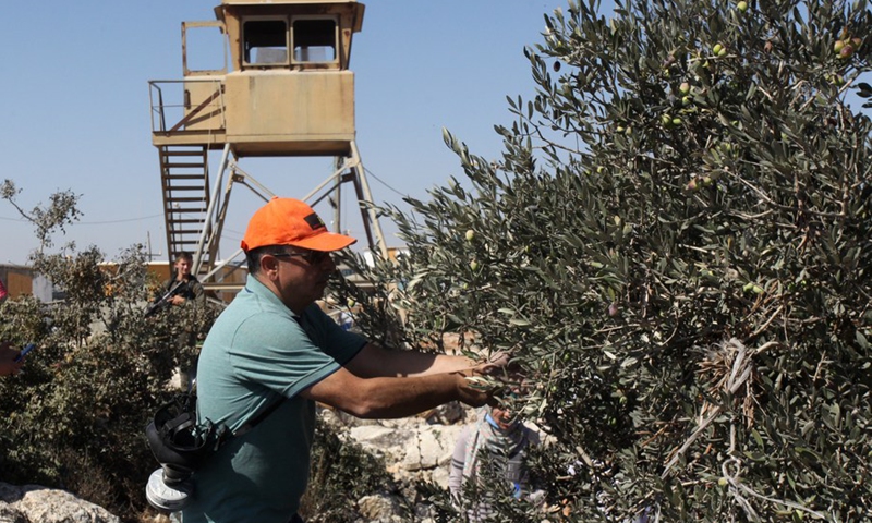 Palestinian farmers start olive harvest season against multiple ...