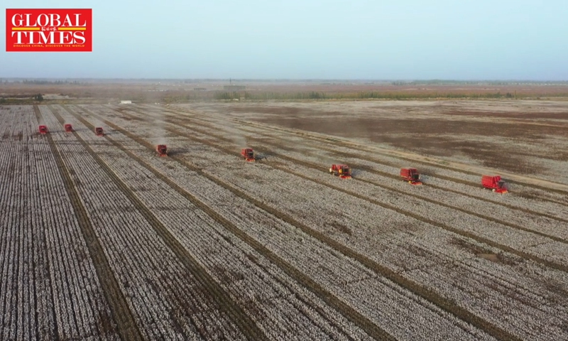 Xinjiang harvests first China-standard cotton - Global Times