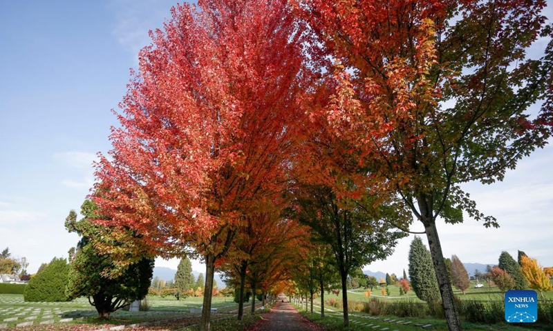 Fall foliage in Vancouver, Canada - Global Times
