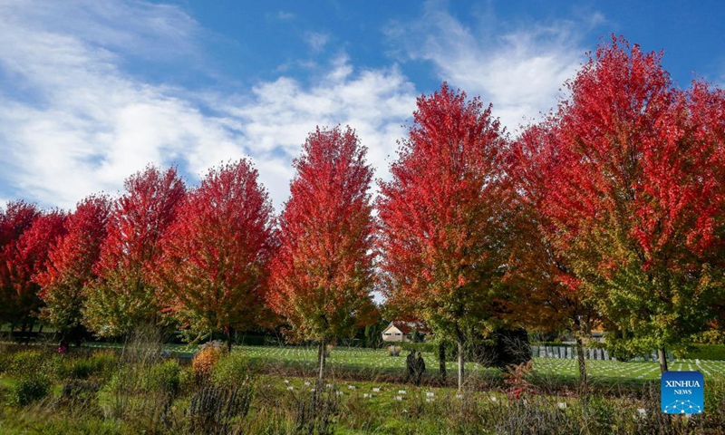 Fall foliage in Vancouver, Canada - Global Times
