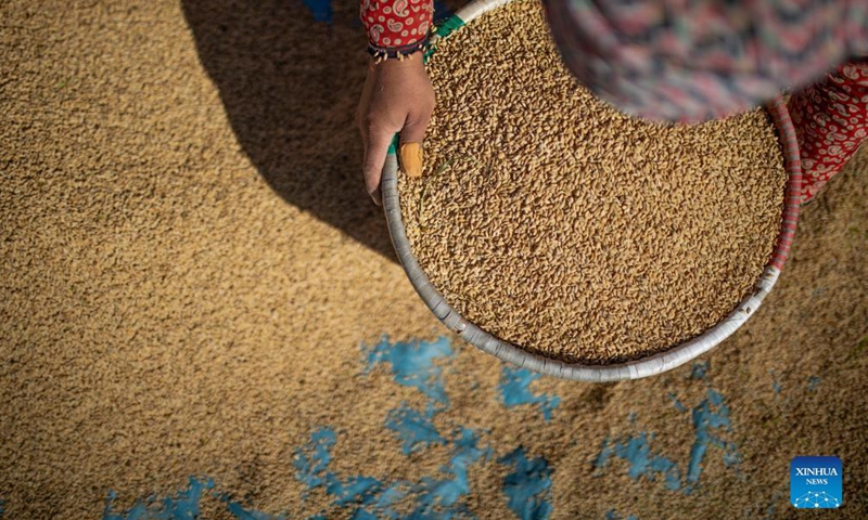 Nepali farmers busy harvesting rice - Global Times