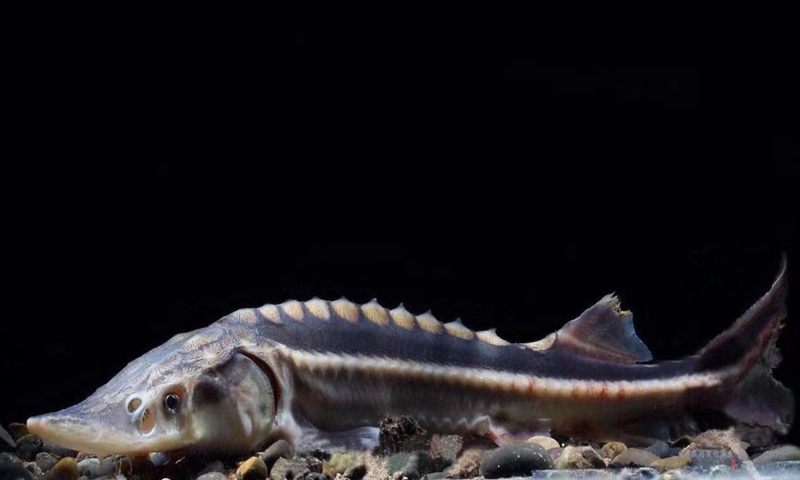 China will release 50,000 endangered Yangtze sturgeons into the Yangtze ...