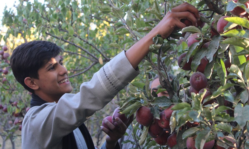 Afghan farmers welcome apple harvest season - Global Times