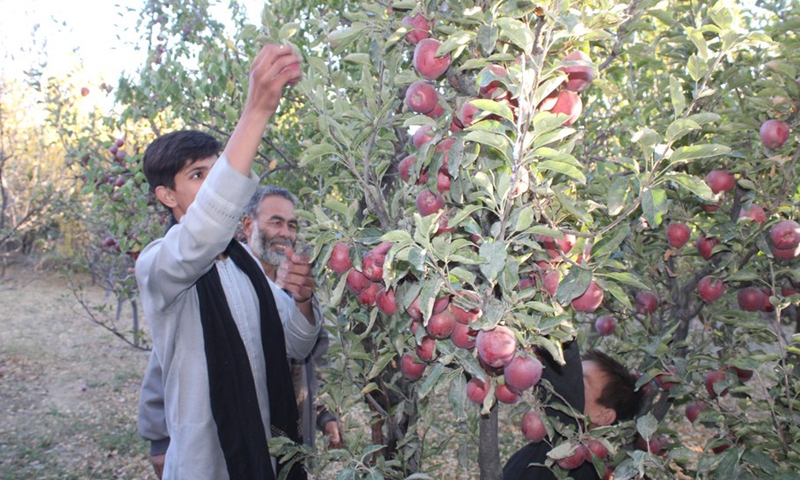 Afghan farmers welcome apple harvest season - Global Times