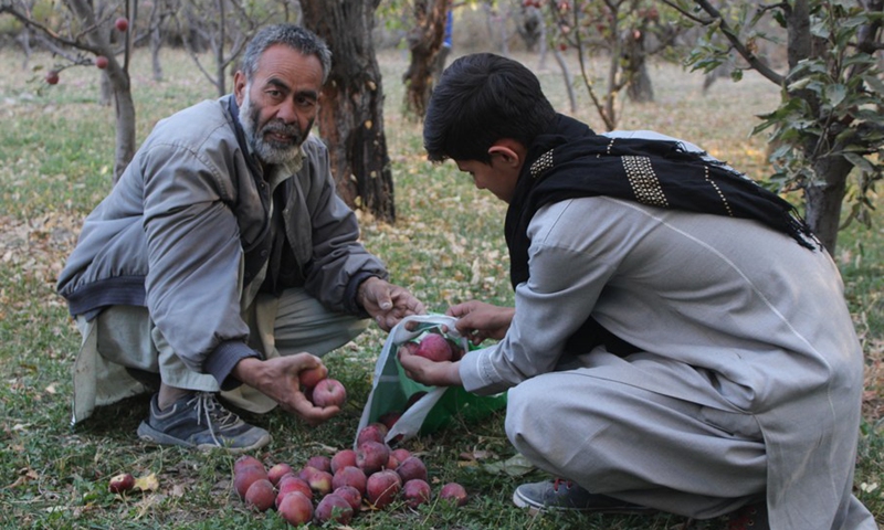 Afghan farmers welcome apple harvest season - Global Times