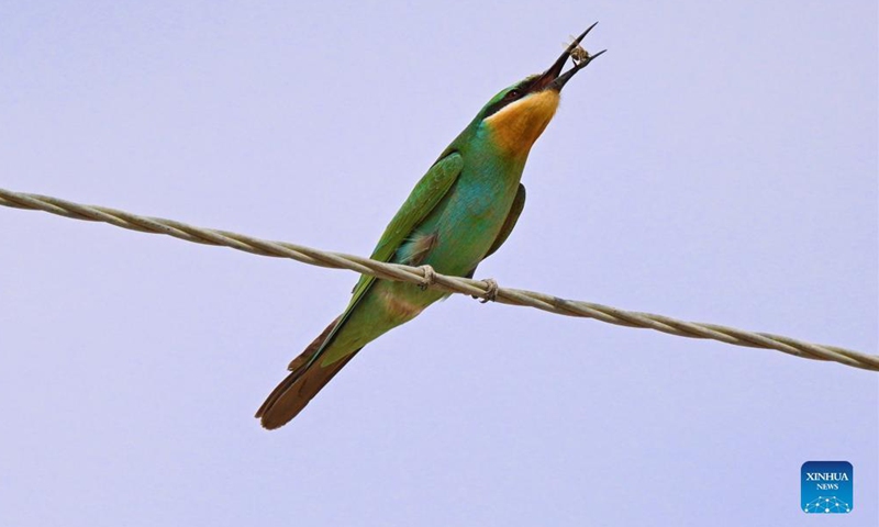 Bee-eaters at desert in Kuwait - Global Times