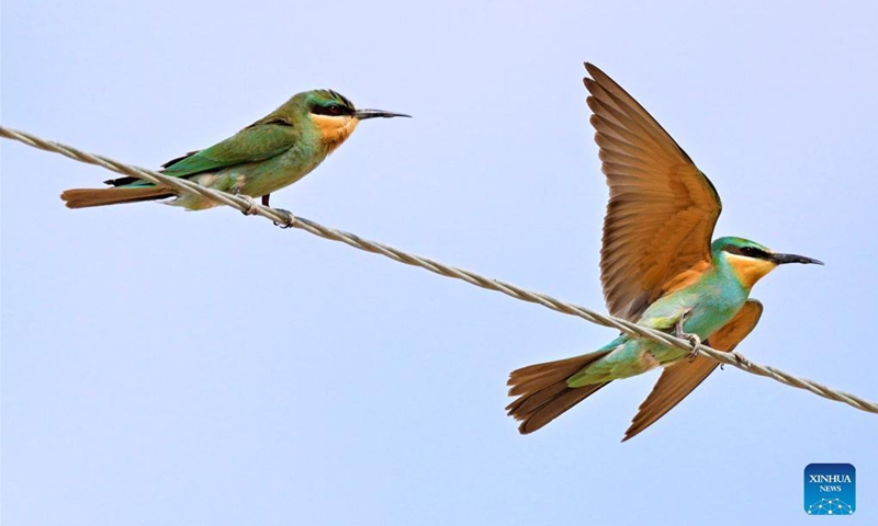 Bee-eaters at desert in Kuwait - Global Times