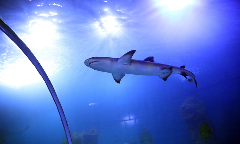 Egypt's Hurghada aquarium gains popularity as tourist spot - Global Times