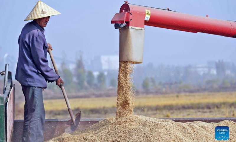 Farmers harvest rice in Xingtai, N China's Hebei - Global Times