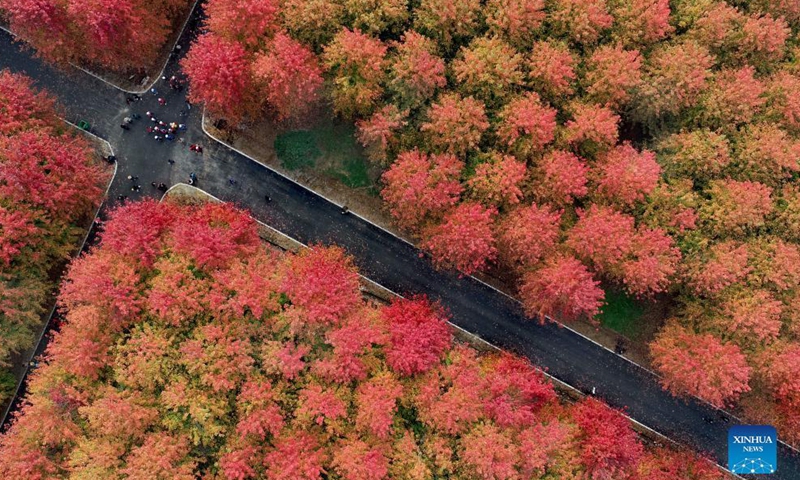 Autumn scenery across China - Global Times