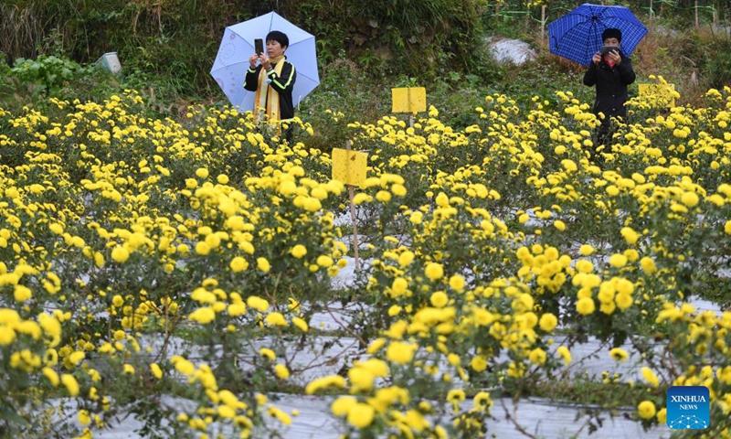 Mountains burst forth with flowers in Qingtian County, Zhejiang ...