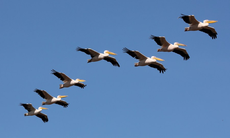 Migrant pelicans stop off in Israel - Global Times