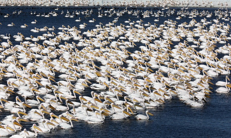 Migrant pelicans stop off in Israel - Global Times