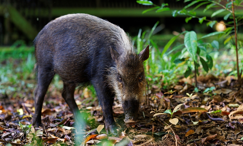 Wild boars severely damage crops in county in SW China's Sichuan ...