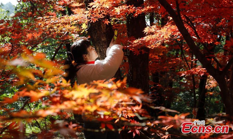 Red maple leaves in SW China's Kunming attract visitors - Global Times
