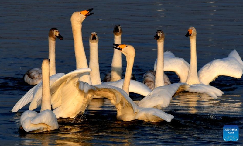 Large number of wintering swans flock from Siberia to China's Henan ...