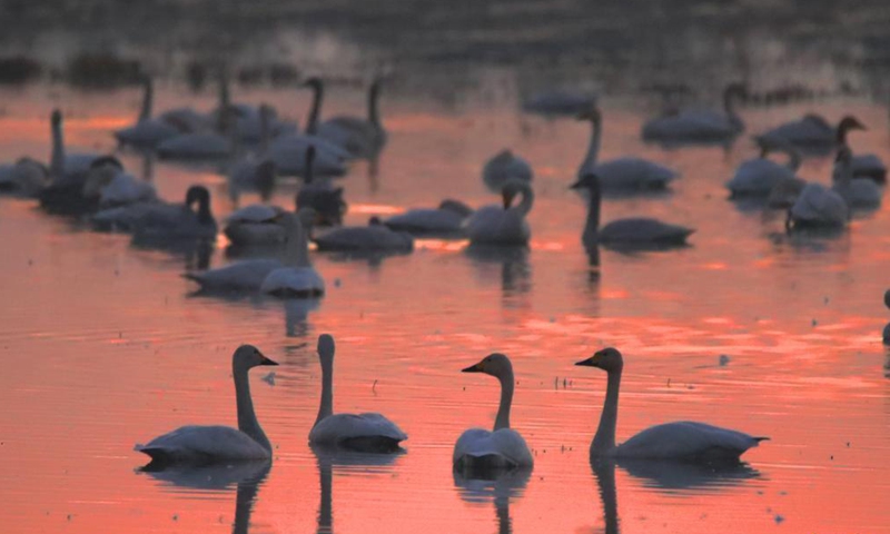 Swans seen at Donggu Lake wetland, Hunan - Global Times