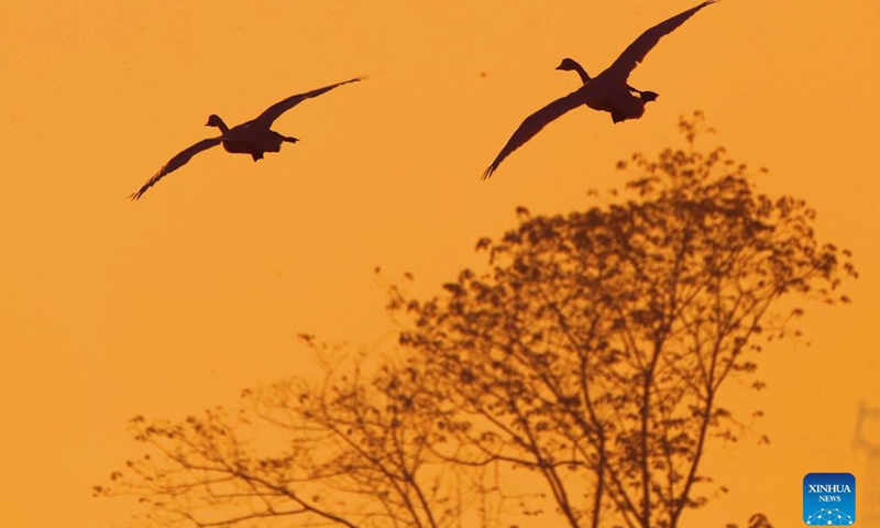 Swans seen at Donggu Lake wetland, Hunan - Global Times
