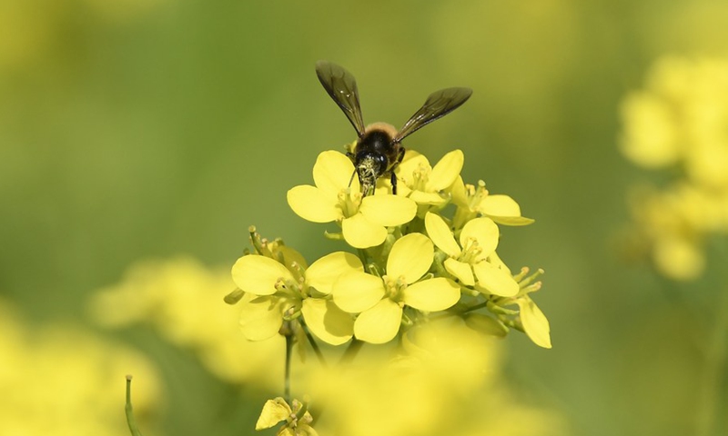 Golden mustard in full bloom in northeastern India - Global Times