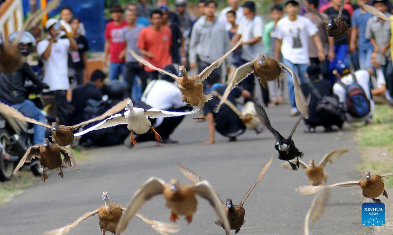 Local flying duck race held in West Sumatra, Indonesia - Global Times