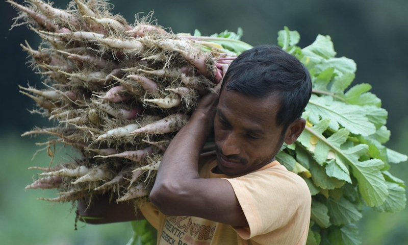 Indian farmers collect radish - Global Times