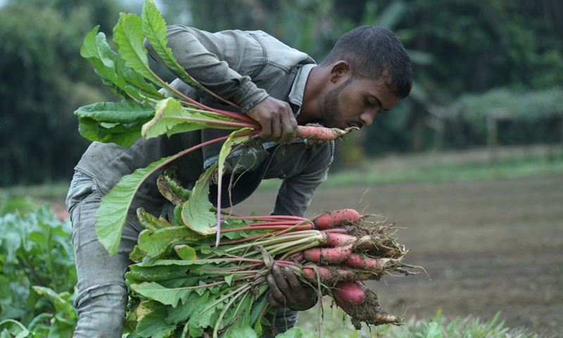Indian farmers collect radish - Global Times