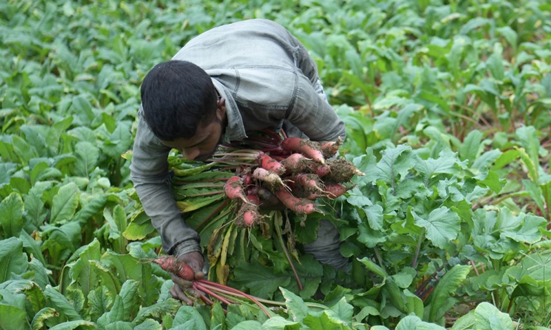 Indian farmers collect radish - Global Times