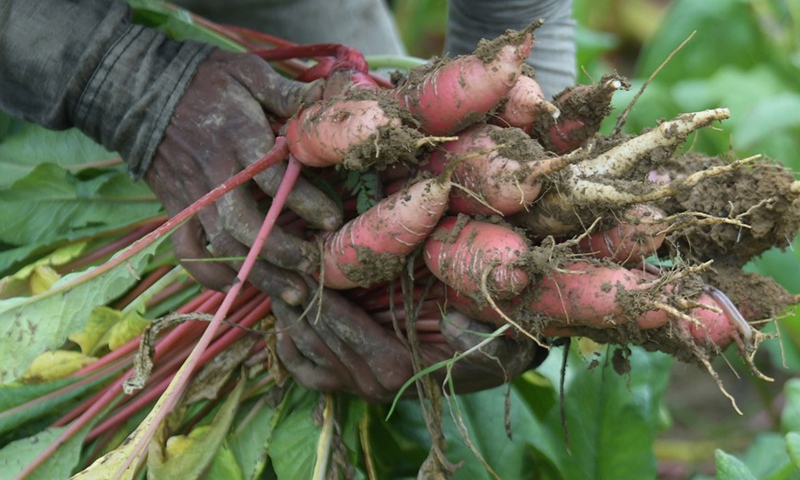 Indian farmers collect radish - Global Times