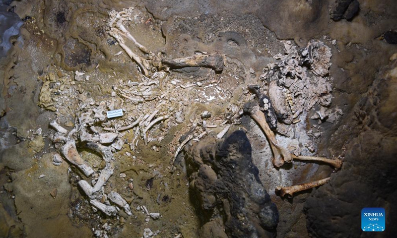 Over 100,000-year-old giant panda fossil found in China - Global Times