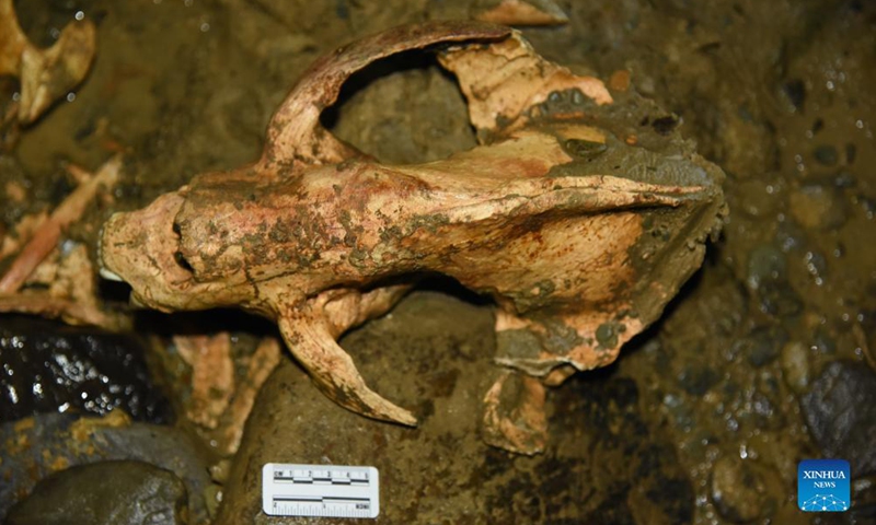 Over 100,000-year-old giant panda fossil found in China - Global Times