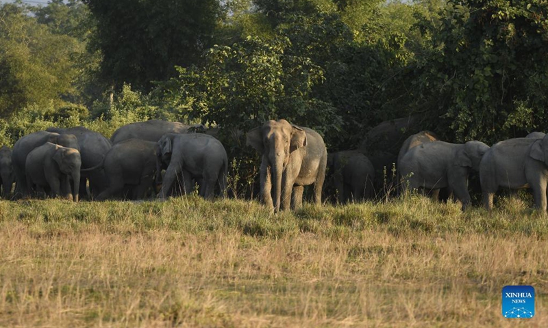 Wild elephants seen near village in Assam, India - Global Times
