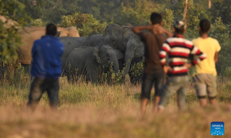 Wild elephants seen near village in Assam, India - Global Times