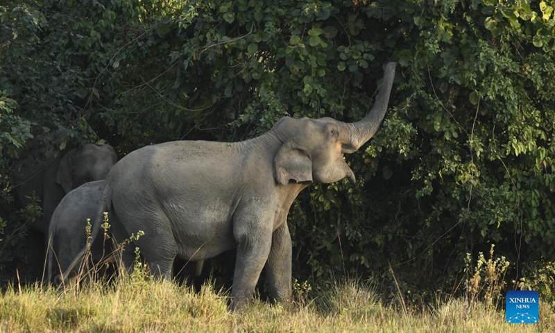 Wild elephants seen near village in Assam, India - Global Times