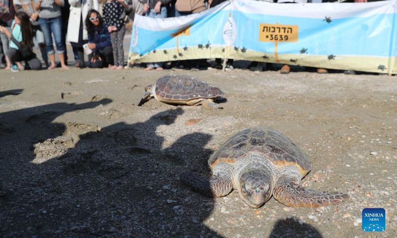 Sea turtles released back to sea near Haifa, Israel - Global Times