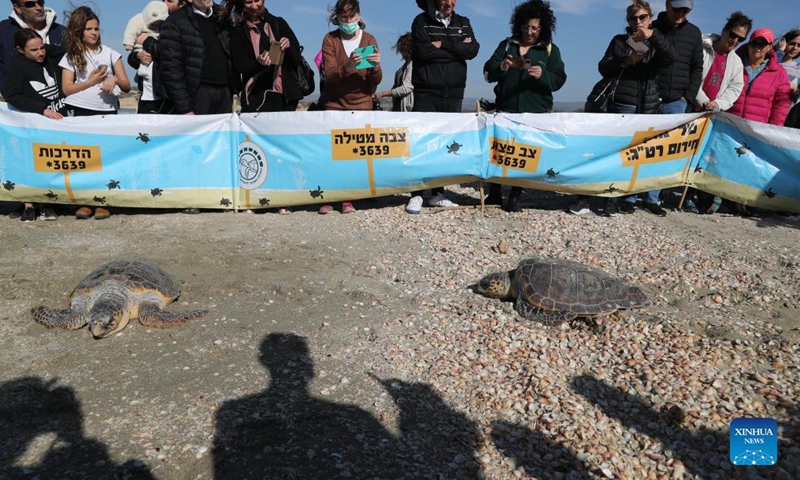Sea turtles released back to sea near Haifa, Israel - Global Times